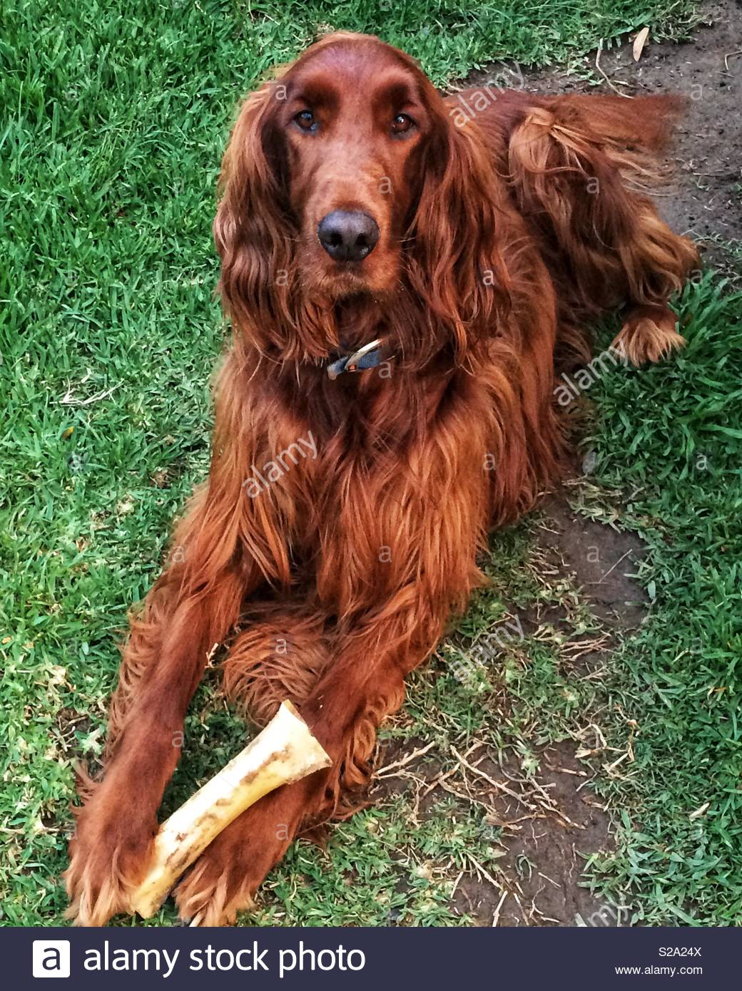 Dog Bone Stock Photos & Dog Bone Stock Images - Alamy