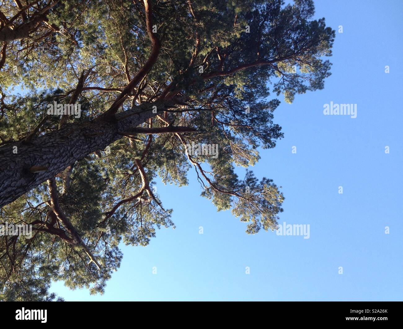 Pine Tree Canopy High Resolution Stock Photography and Images - Alamy