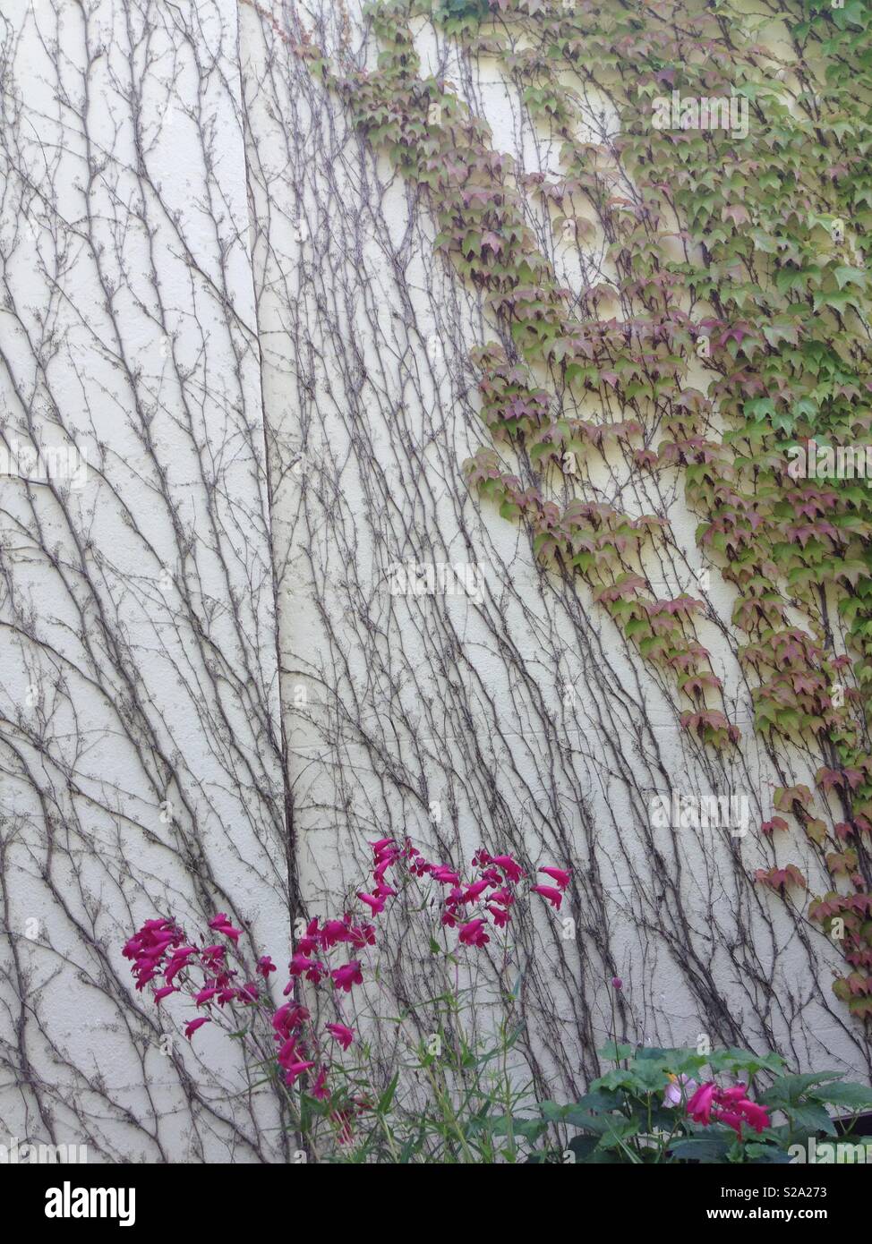 Ivy Climbing Walls High Resolution Stock Photography and Images - Alamy