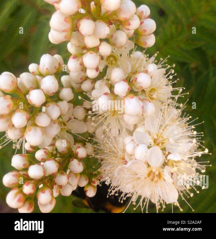 Bursting Open High Resolution Stock Photography and Images - Alamy