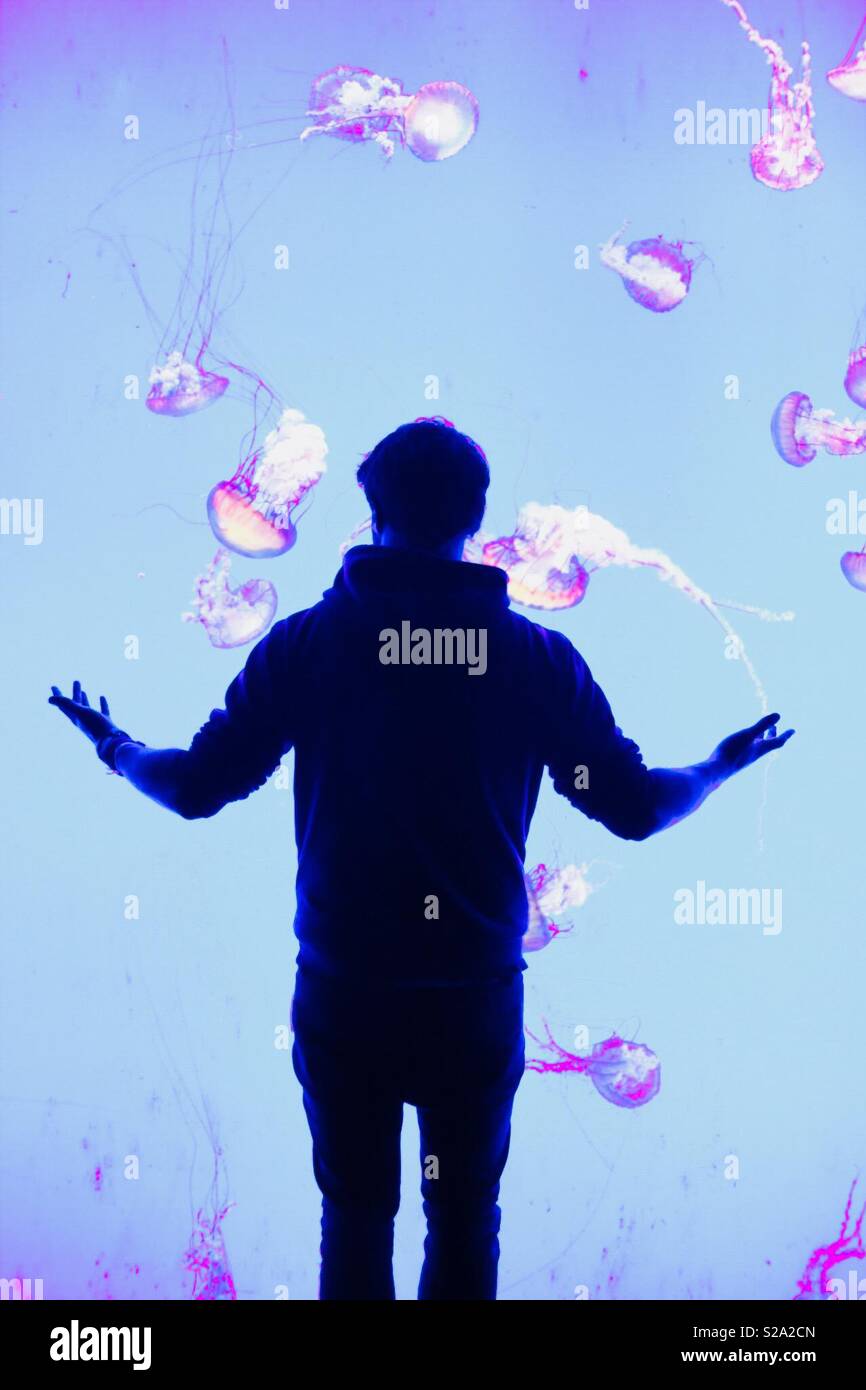 Master of Jellyfish Stock Photo - Alamy
