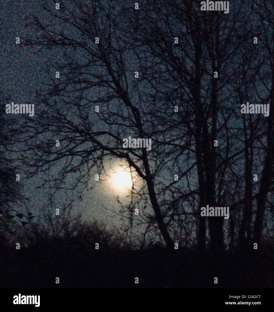 Dramatic moonlight through leafless tree in the still of night... an ...