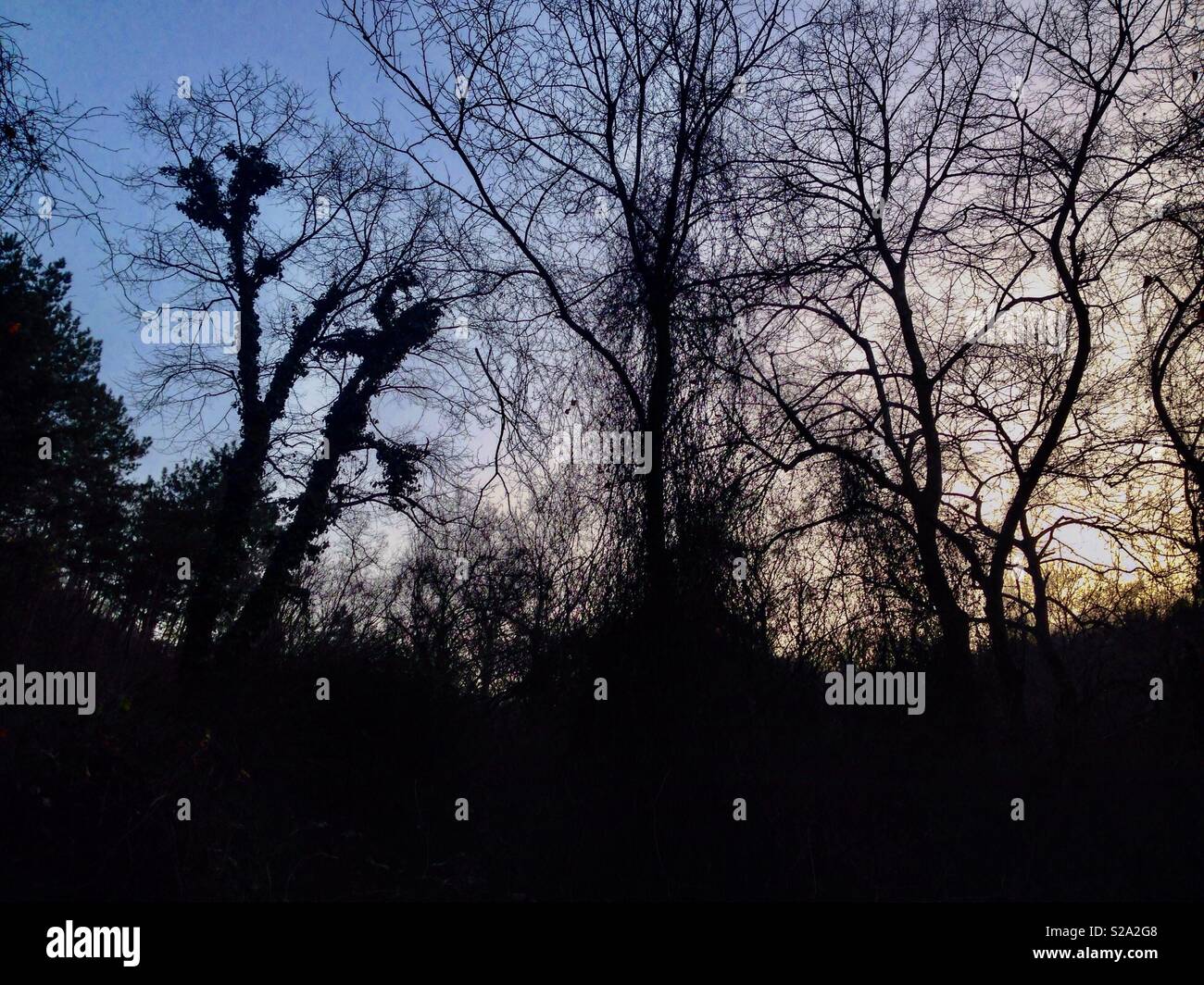 Contrast forest hi-res stock photography and images - Alamy