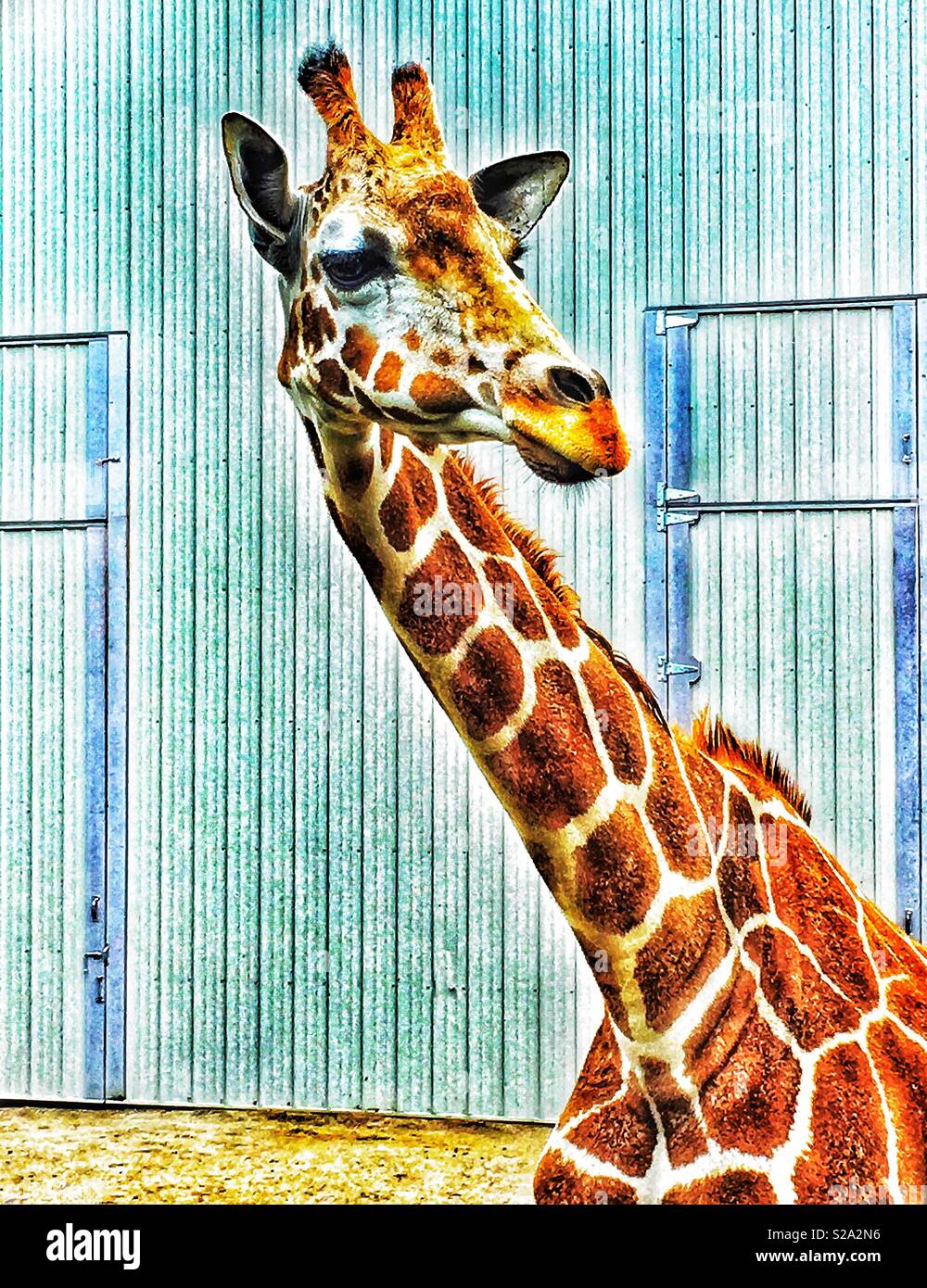 Curious giraffe hi-res stock photography and images - Alamy