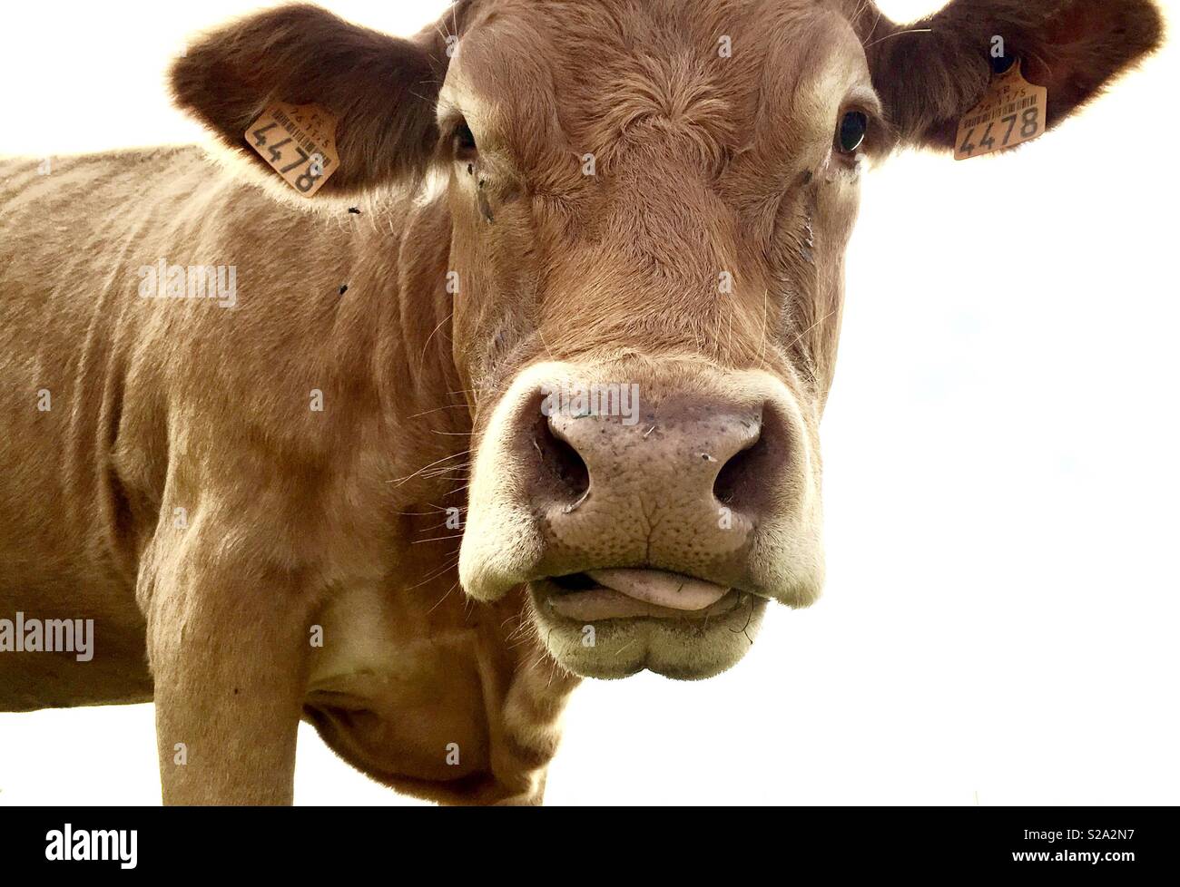 Cow funny face hi-res stock photography and images - Alamy