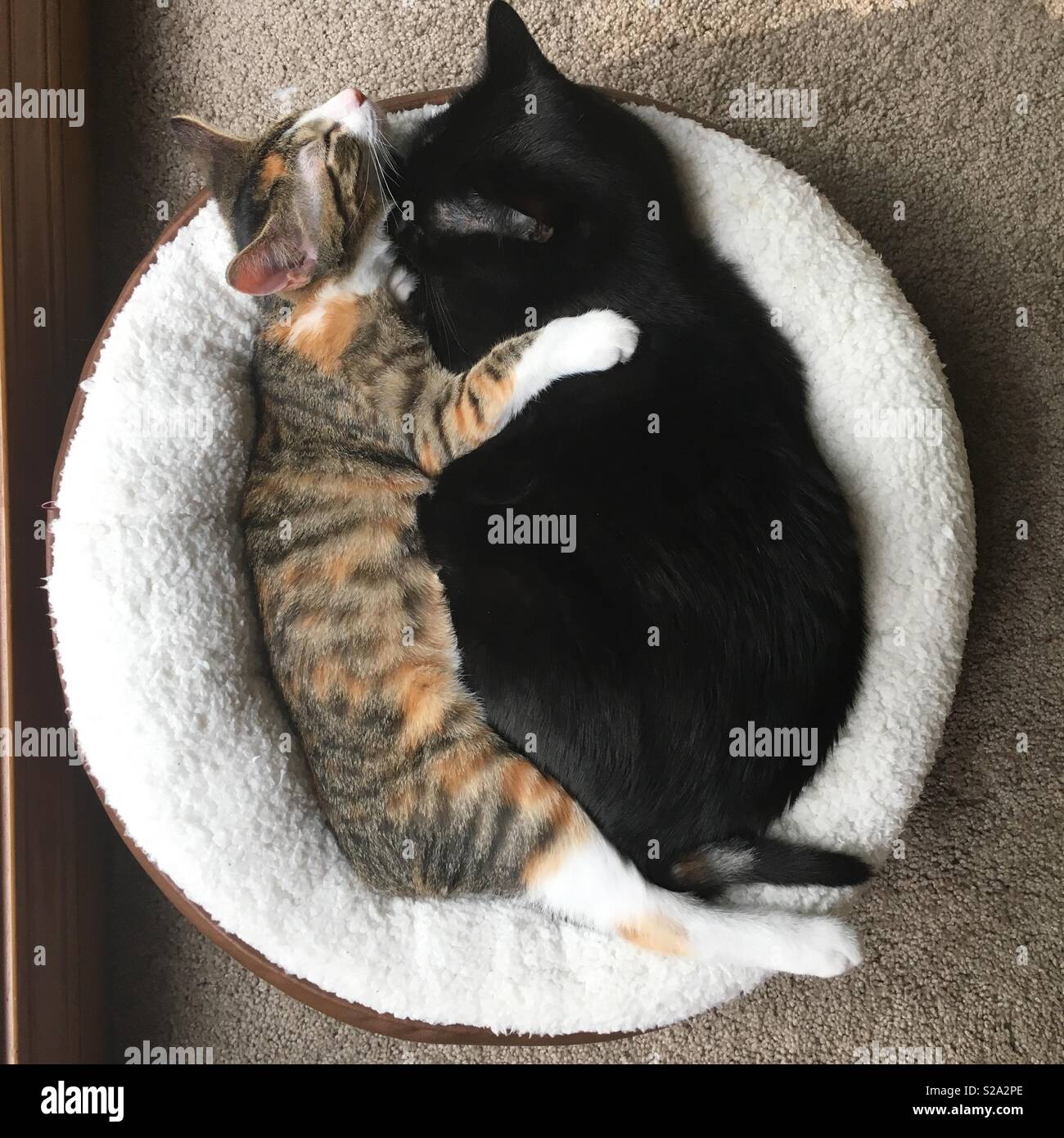 Cat and kitten snuggling Stock Photo - Alamy