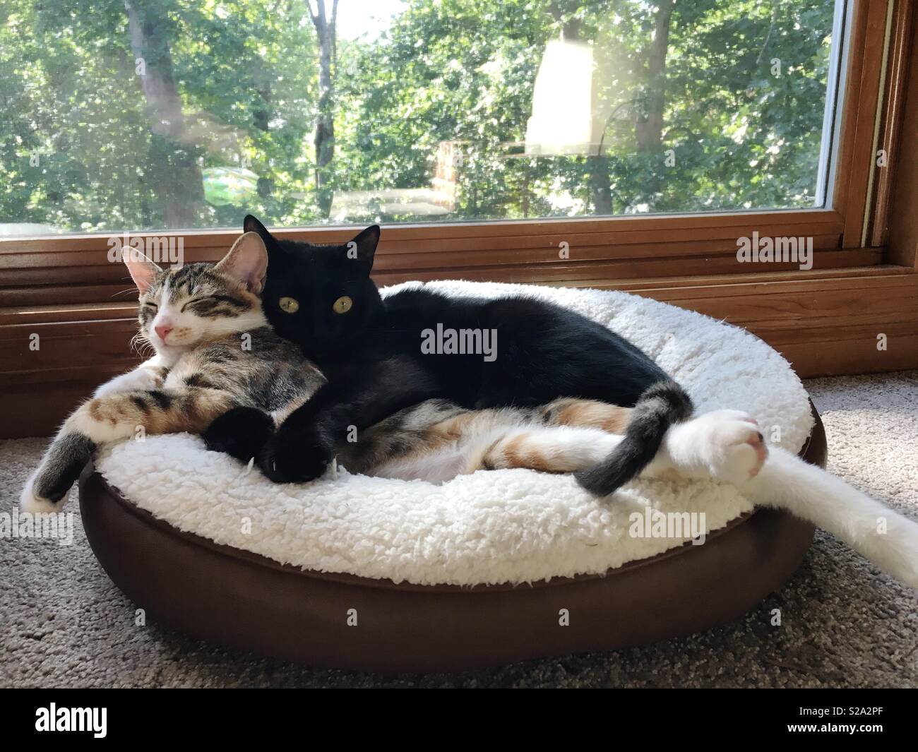 Cat hugging kitten Stock Photo - Alamy