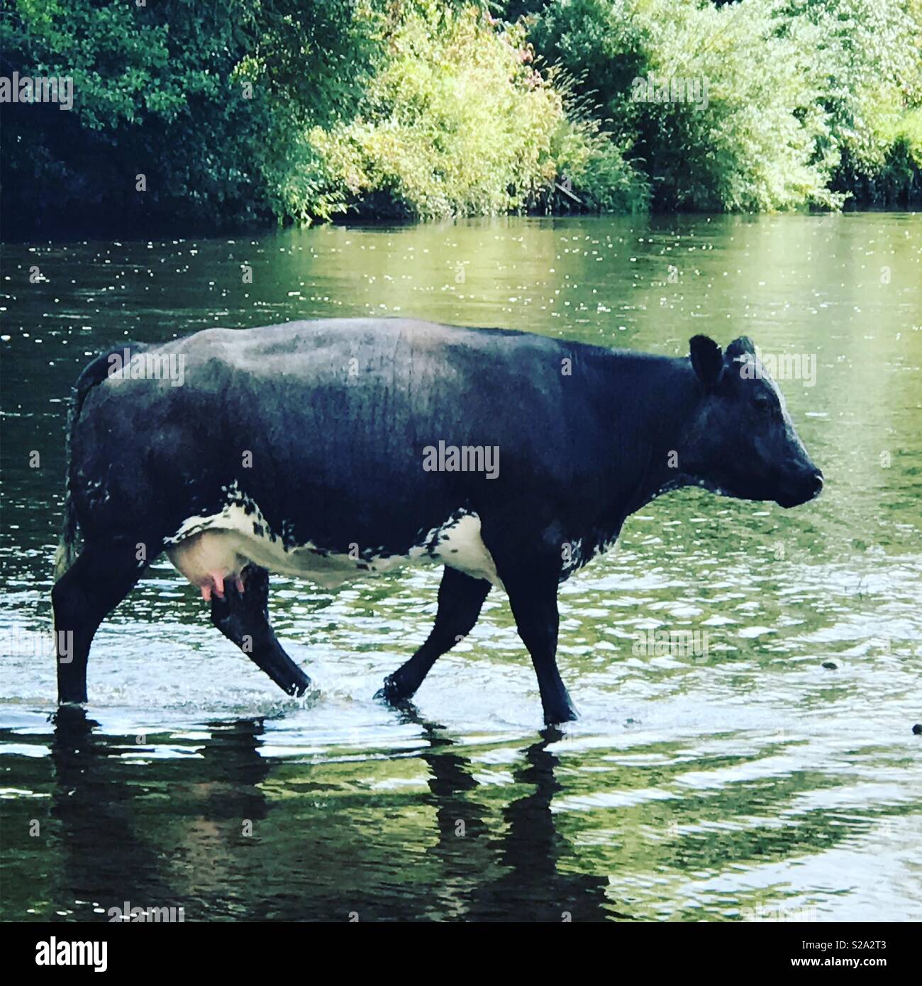 Cow walking in a river Stock Photo - Alamy