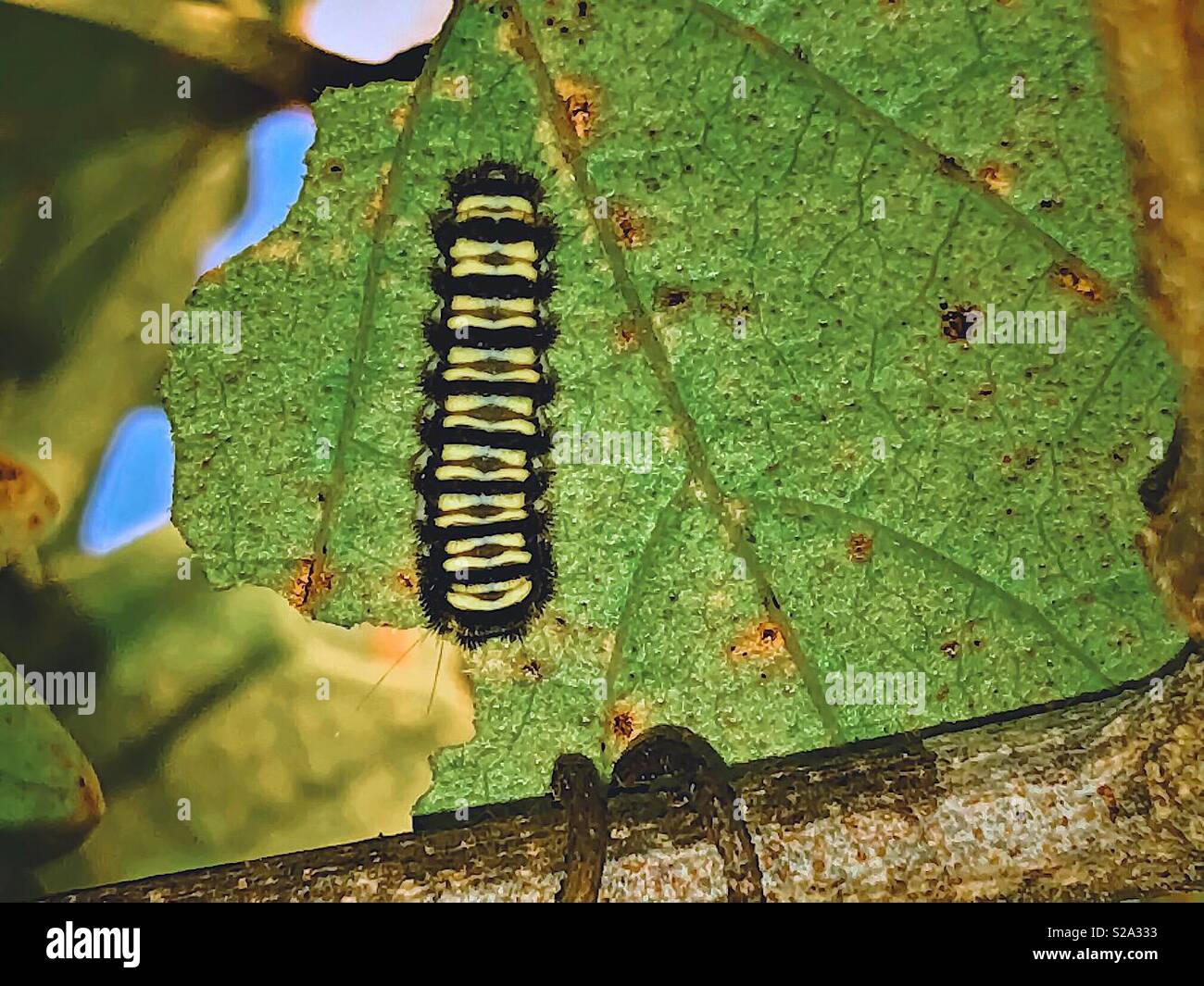 Caterpillar outdoors hi-res stock photography and images - Alamy