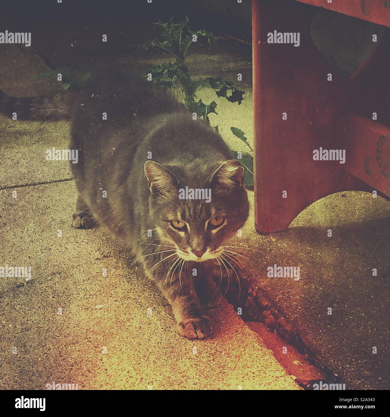 Sneaky cat hi-res stock photography and images - Alamy