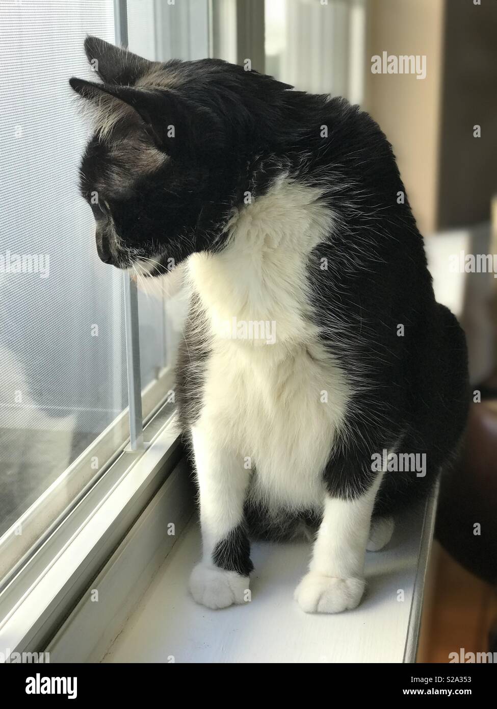 Cat on window sill Stock Photo - Alamy