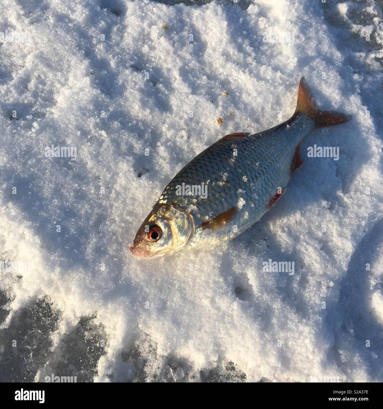 Common roach hi-res stock photography and images - Alamy