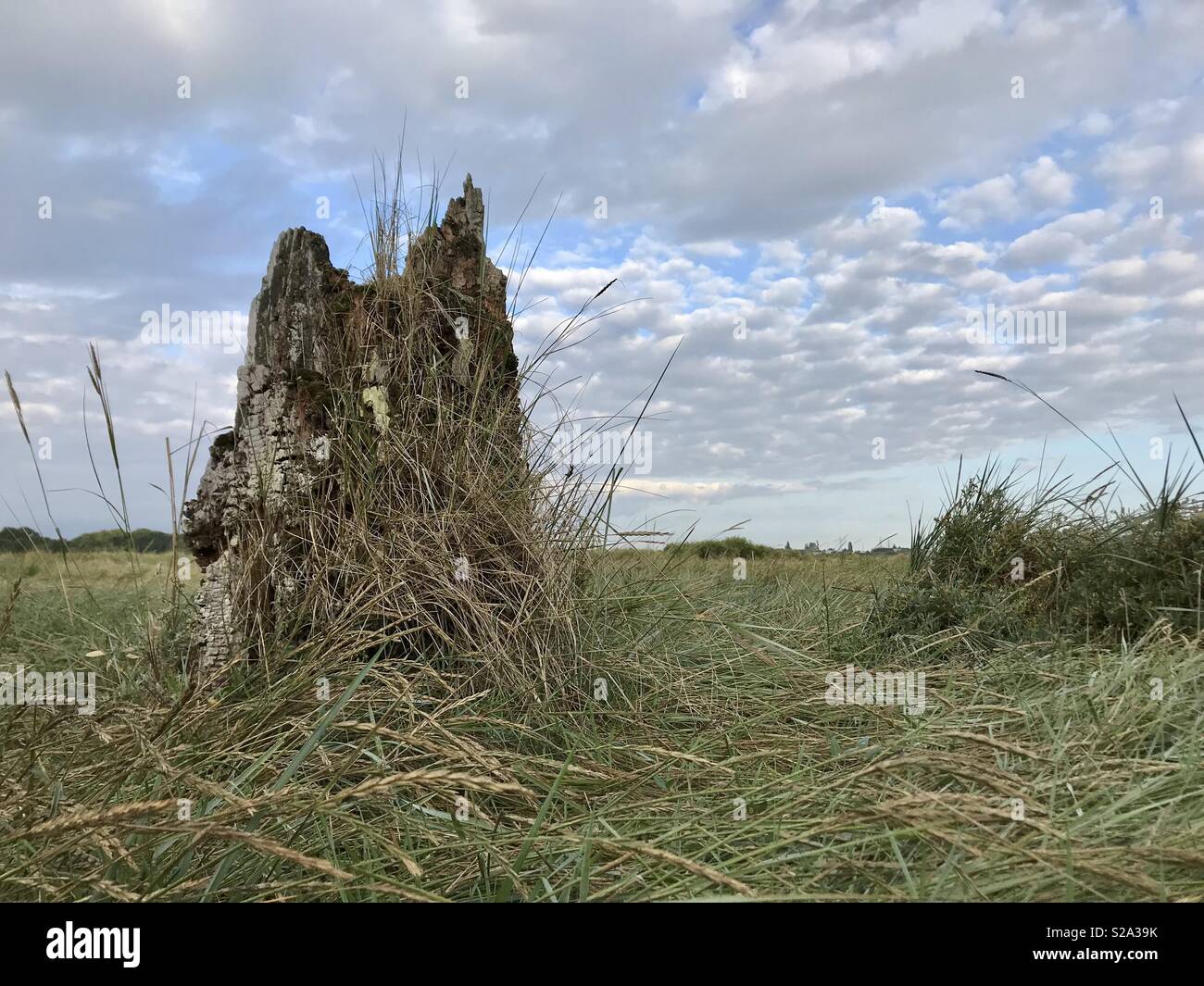 Treestump on a marsh Stock Photo - Alamy