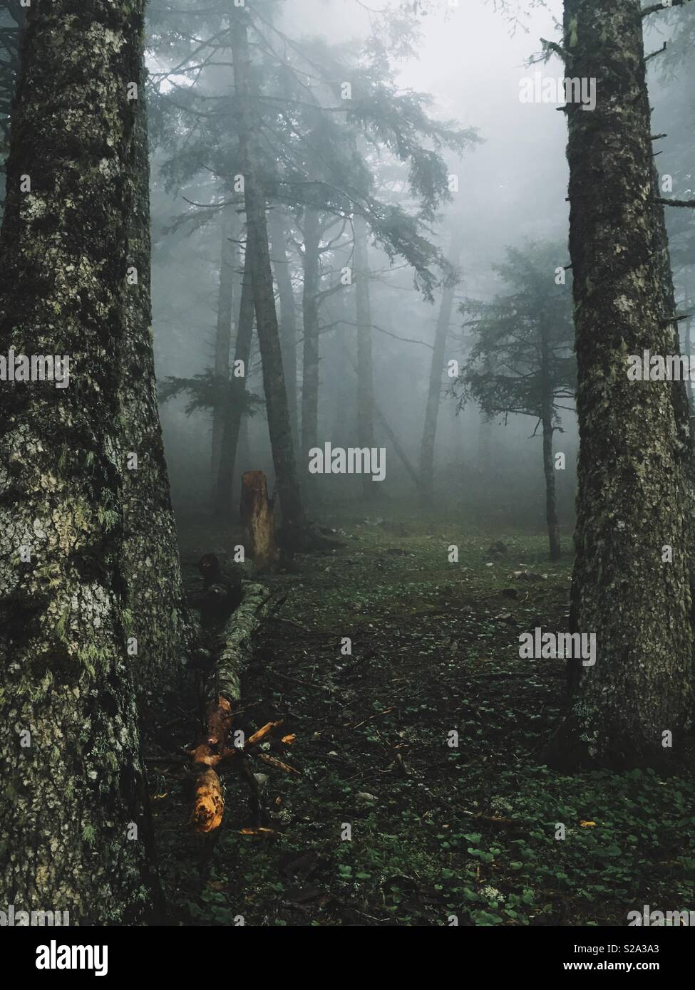 Atmospheric forest hi-res stock photography and images - Alamy