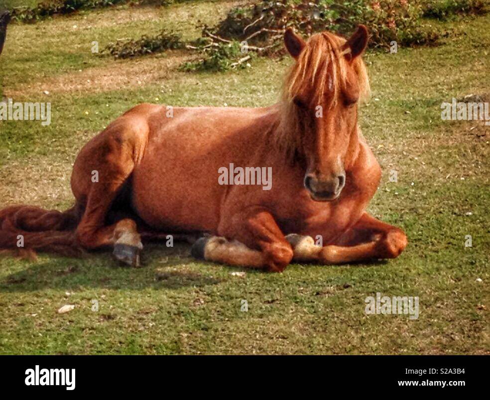 Chestnut horse sitting down hi-res stock photography and images - Alamy