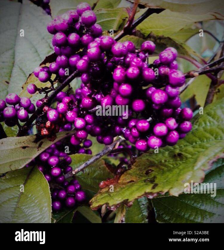 Purple berries hi-res stock photography and images - Alamy