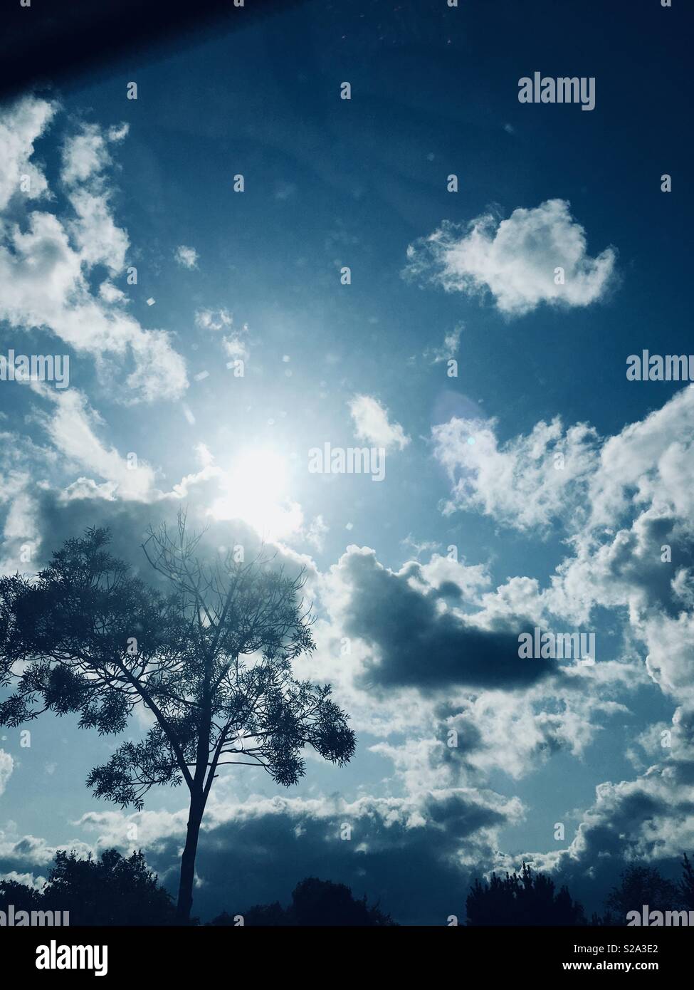 Sunlight through tree Stock Photo - Alamy