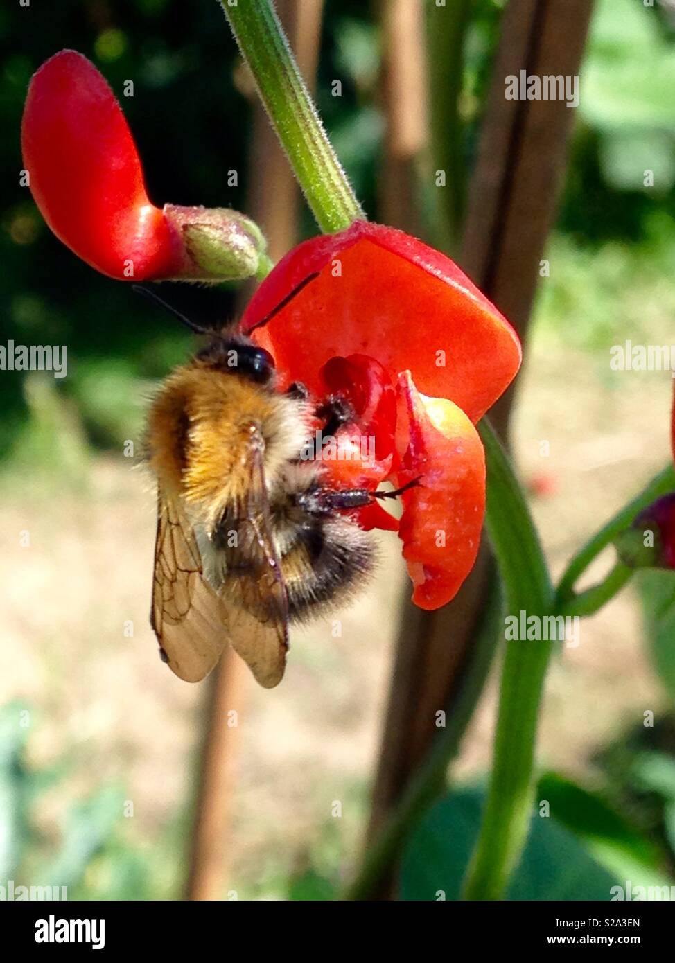 Pea flower bee hi-res stock photography and images - Alamy