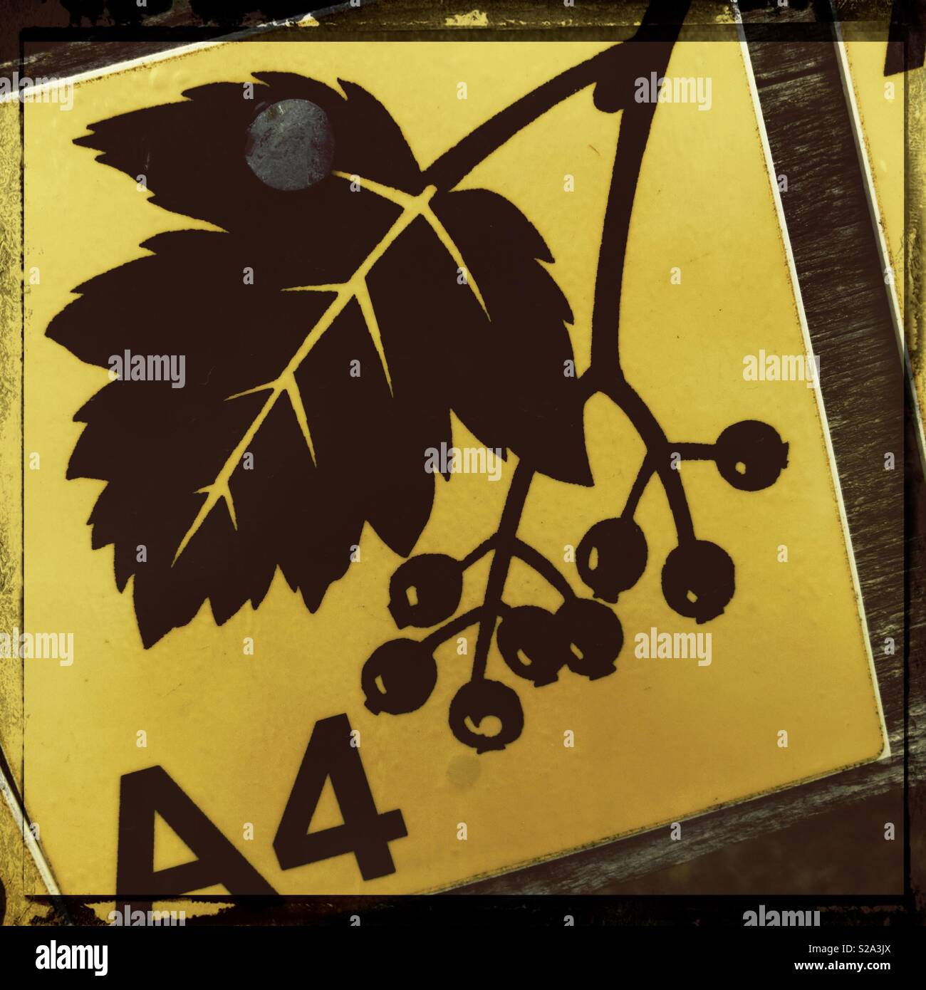 Tree branch symbol Stock Photo - Alamy