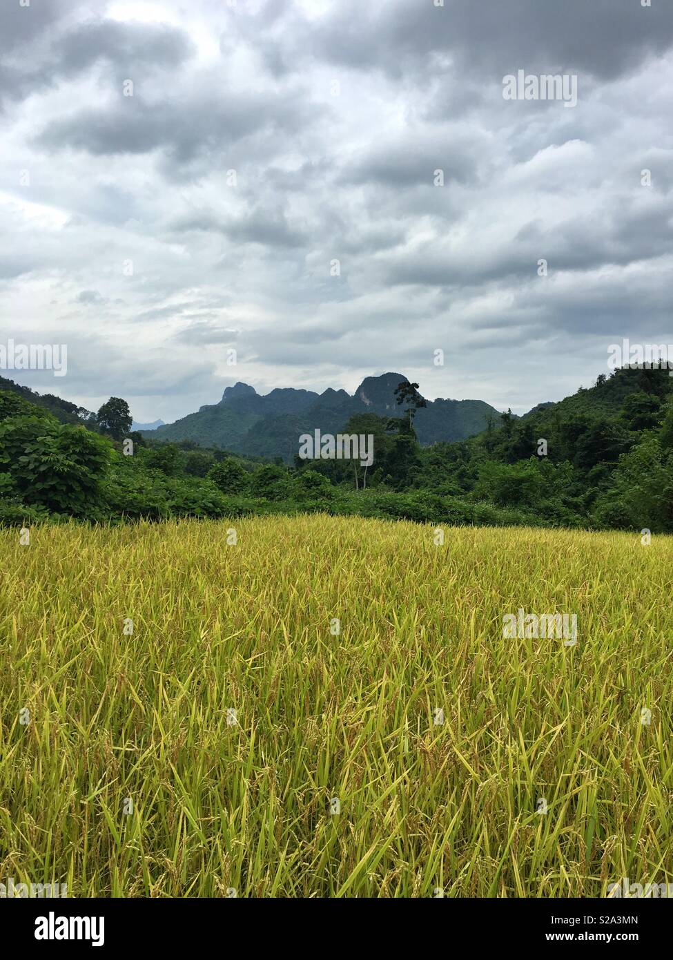 Rice fields, Laos Stock Photo - Alamy