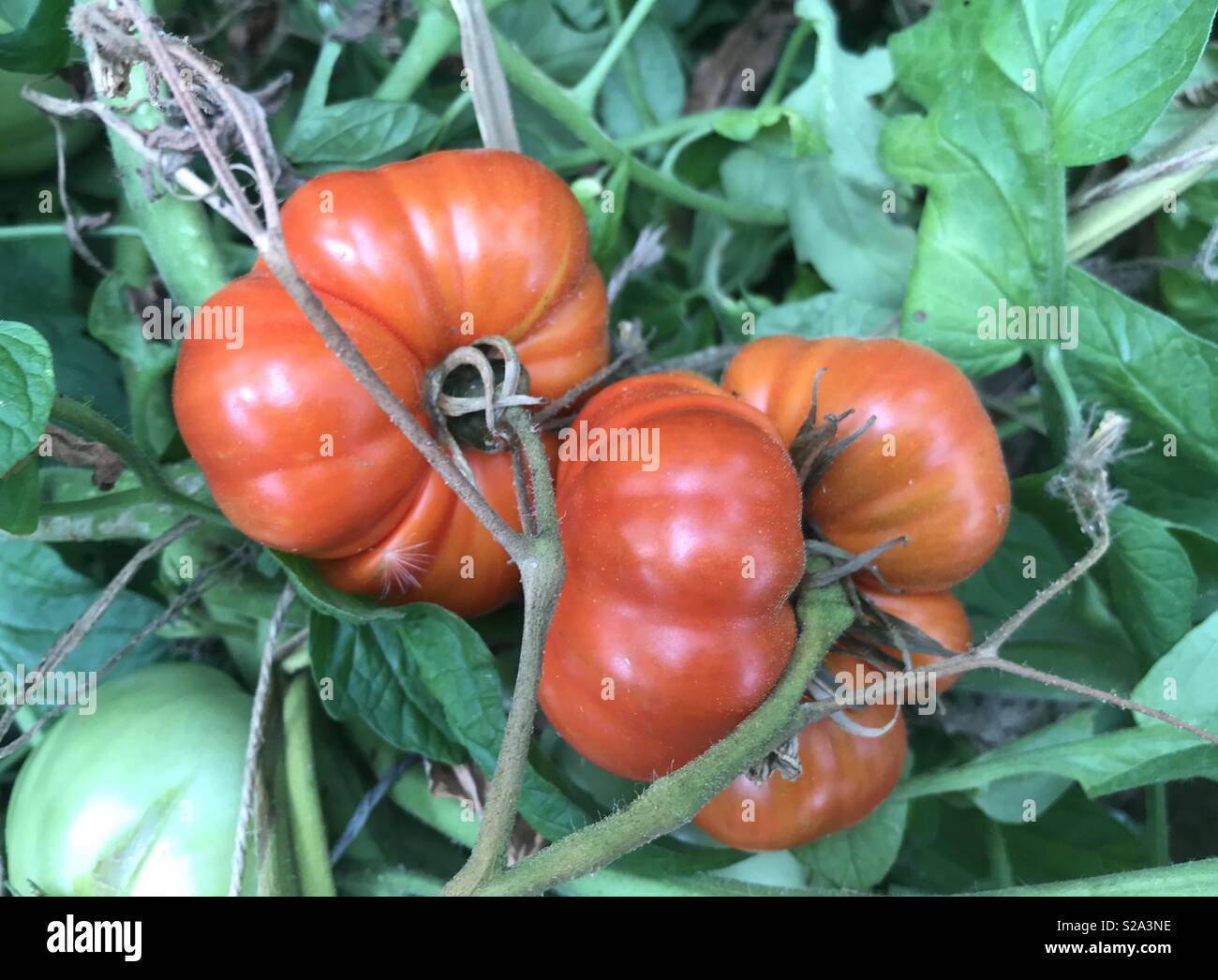 Large beef tomatoes hi-res stock photography and images - Alamy