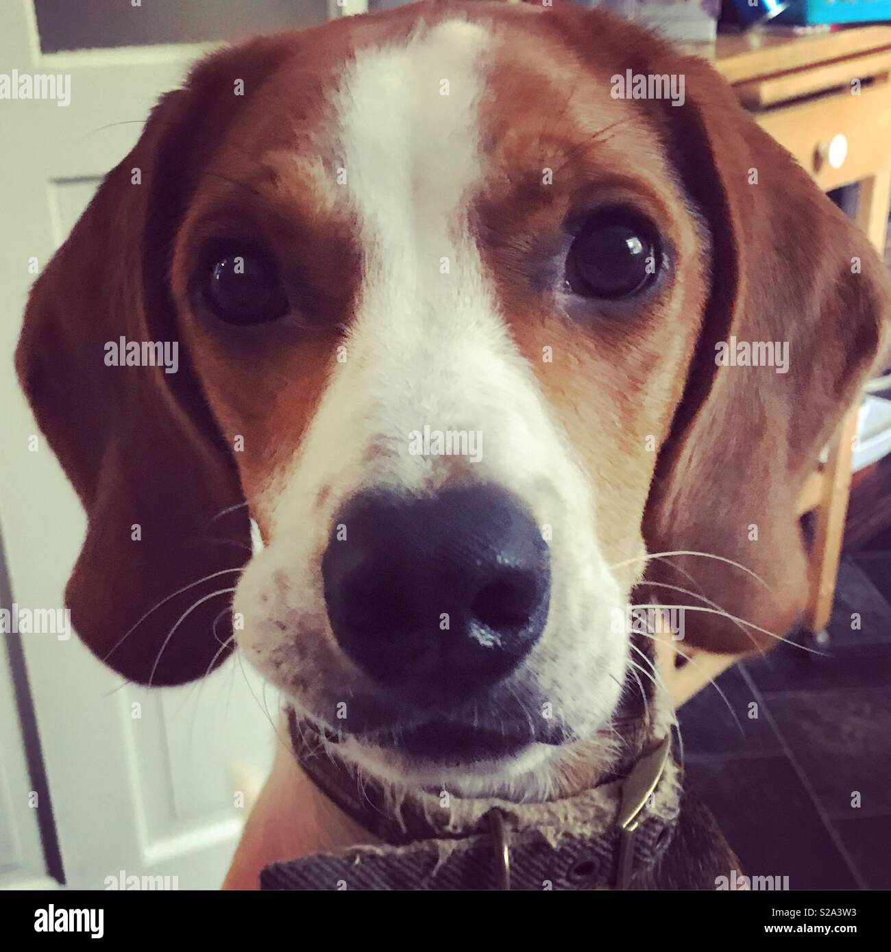 Beagle boy hi-res stock photography and images - Alamy