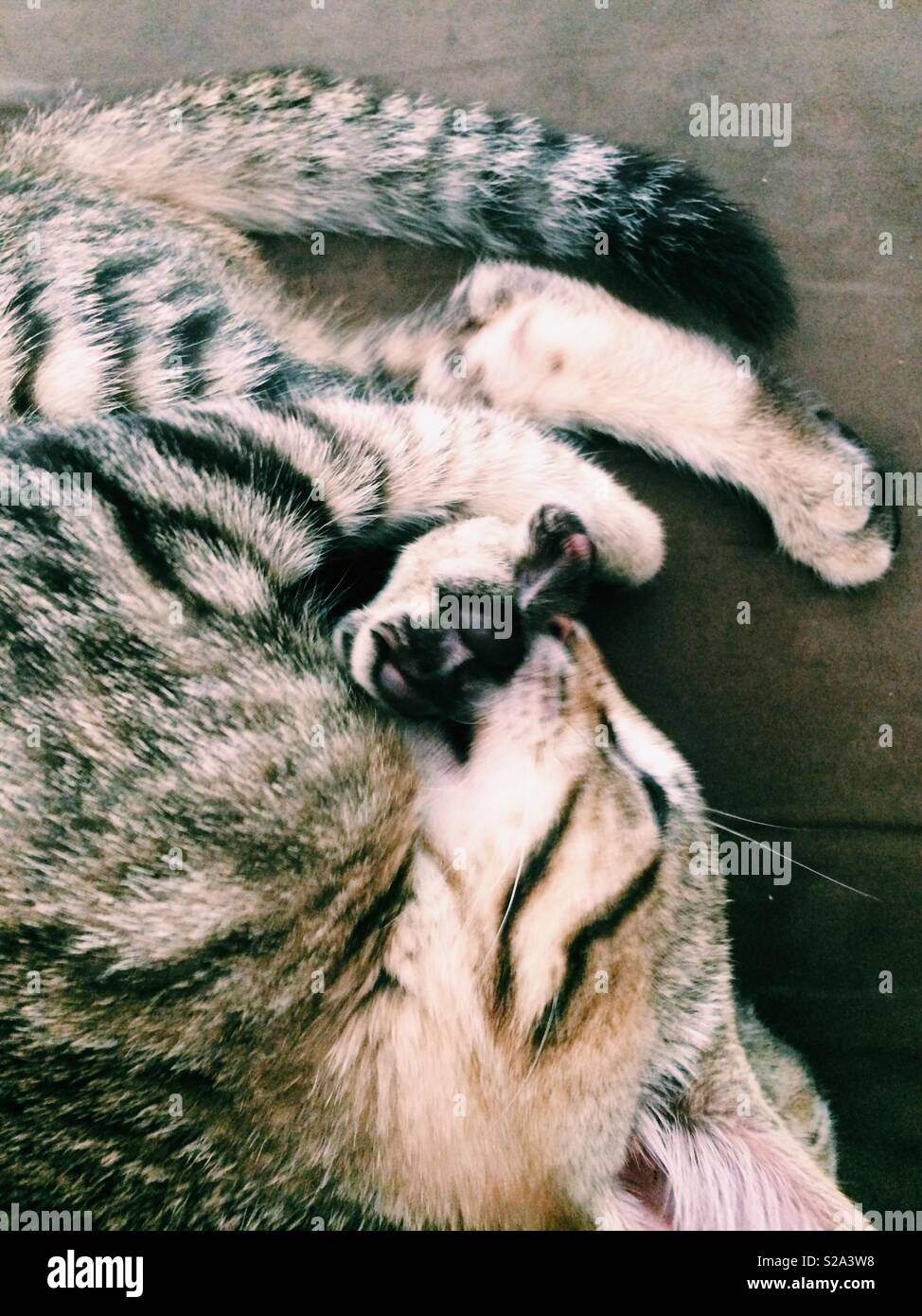 Kitten grooming hi-res stock photography and images - Alamy