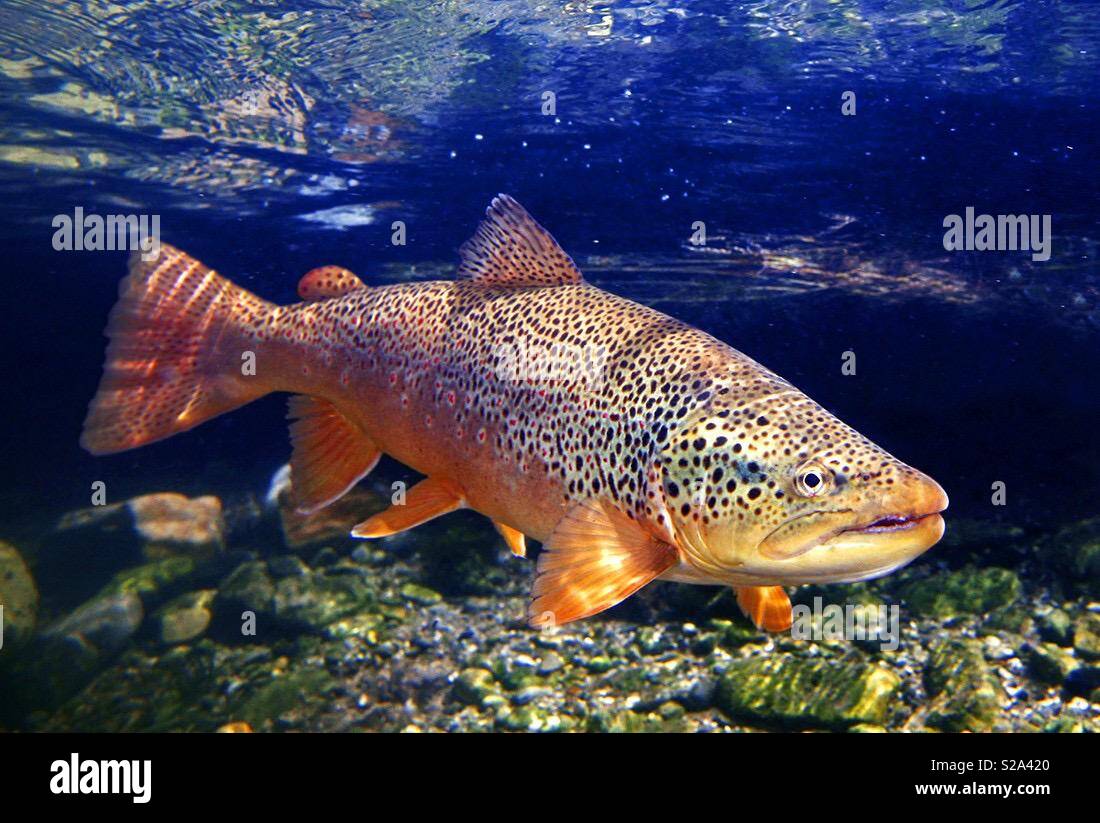 Nice fish swimming under the water Stock Photo - Alamy
