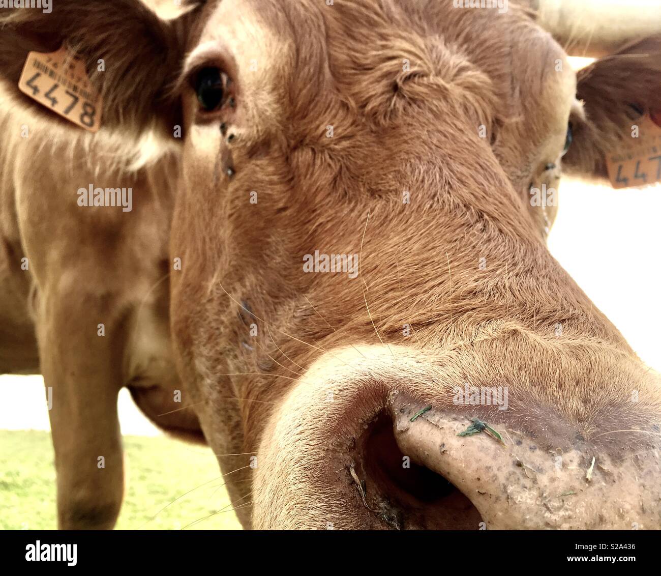 Dairy Cow Grass Close Up Stock Photos & Dairy Cow Grass Close Up Stock ...