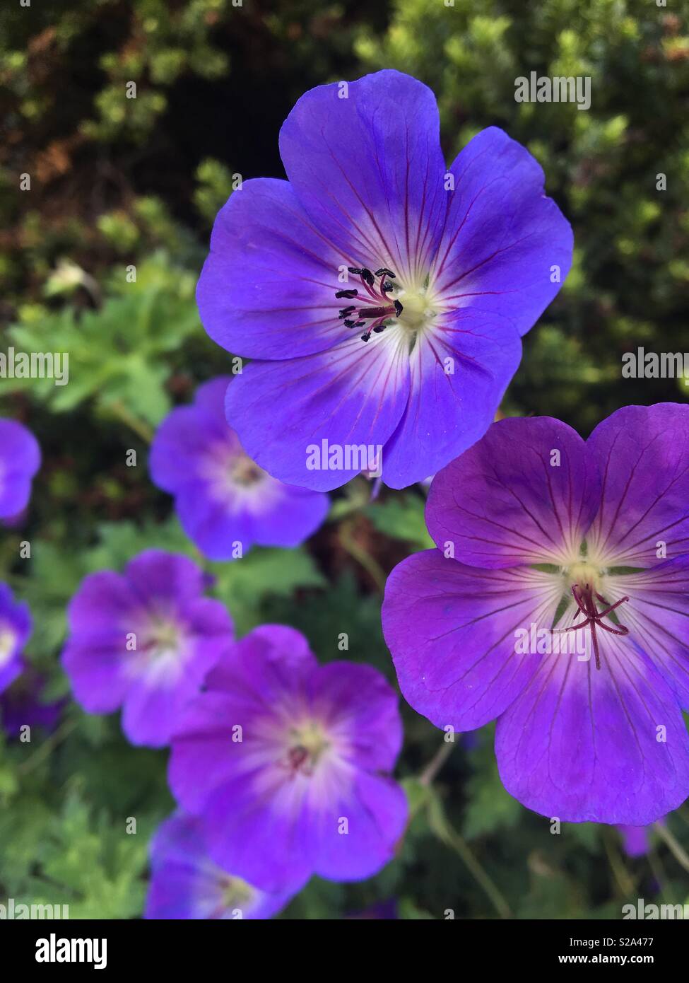 Bunch of bright purple flowers in a London garden Stock Photo - Alamy