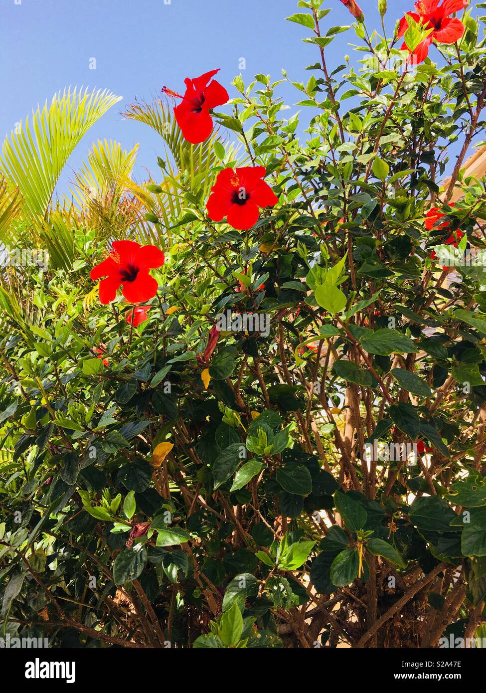Red and green flowers hi-res stock photography and images - Alamy
