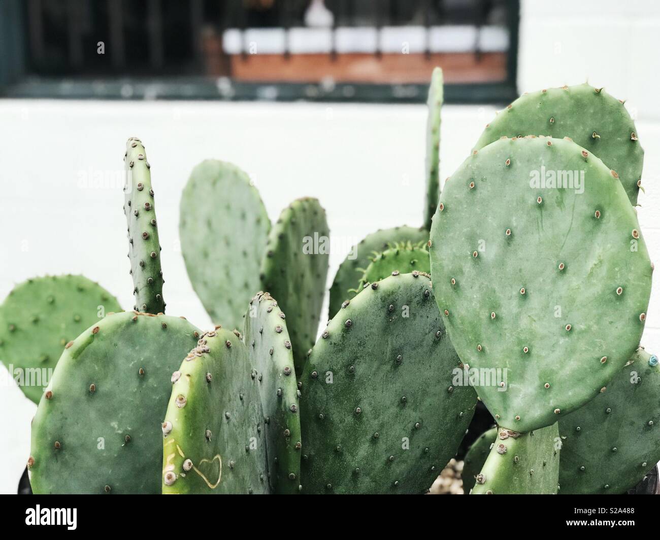 Urban cactus hi-res stock photography and images - Alamy