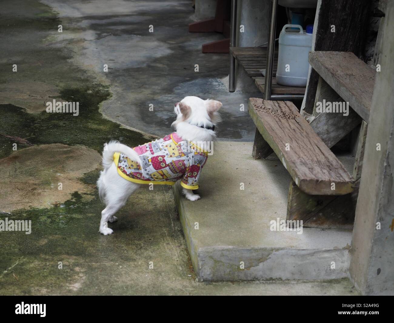 Explorer dog hi-res stock photography and images - Alamy
