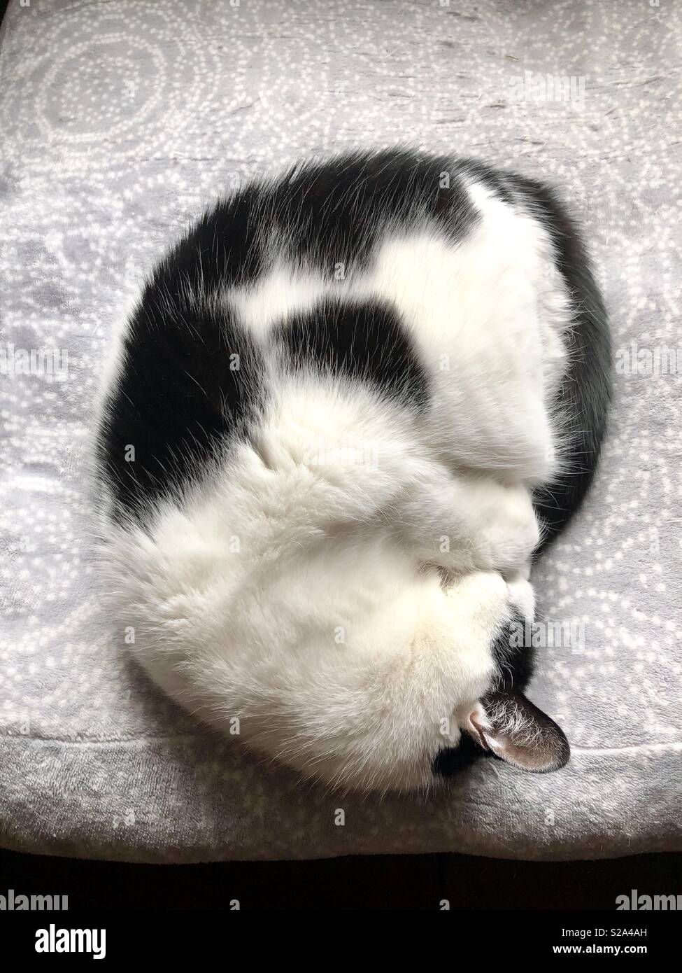 Curled fur hi-res stock photography and images - Alamy