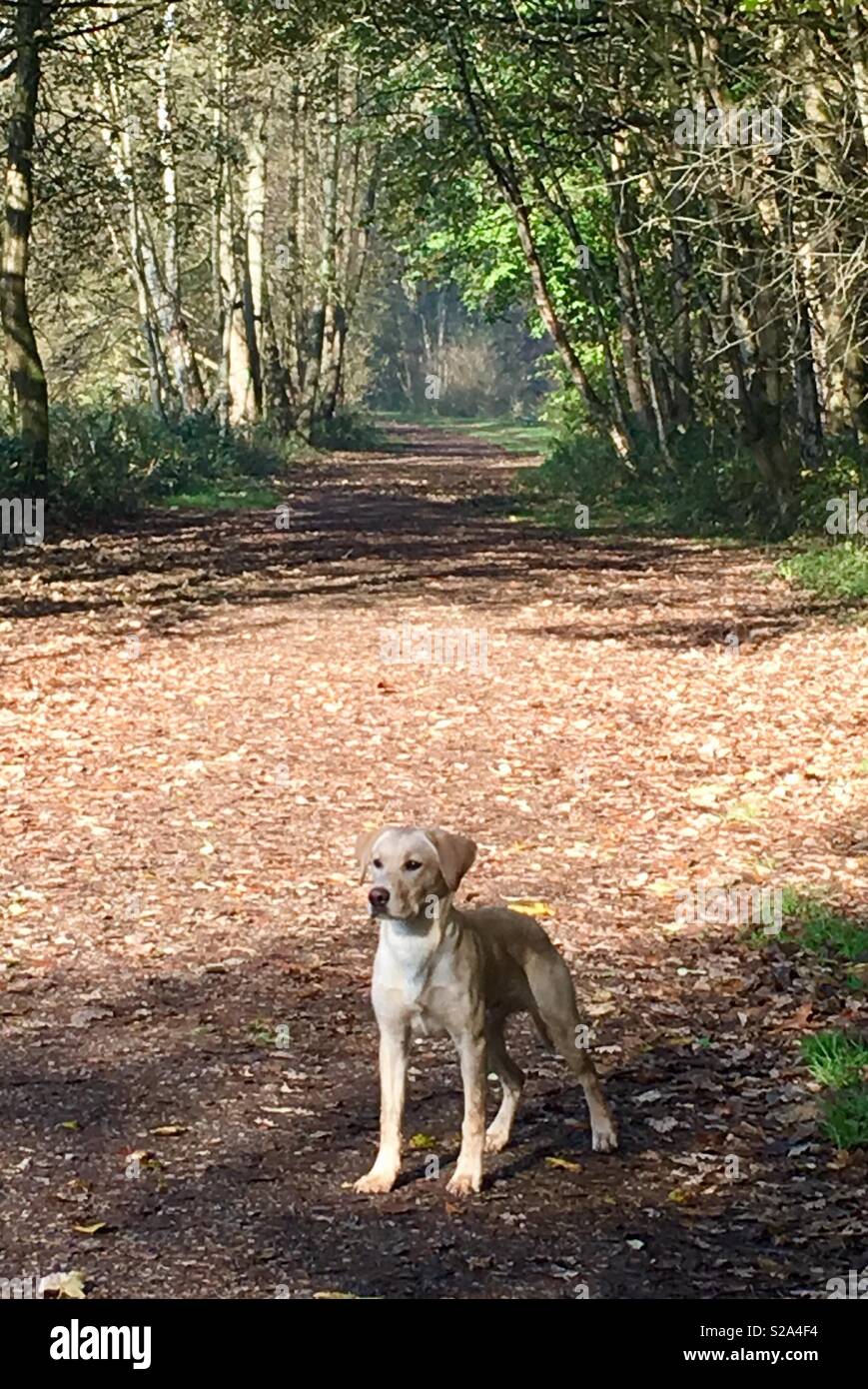 Guard stance hi-res stock photography and images - Alamy