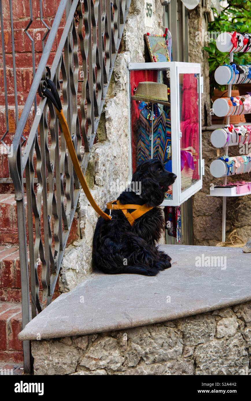 Waiting for the master Stock Photo - Alamy