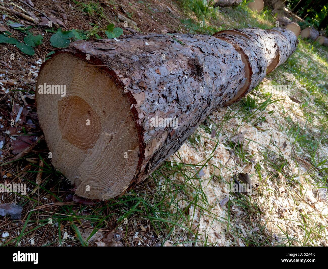 Pine tree freshly cut into logs Stock Photo - Alamy