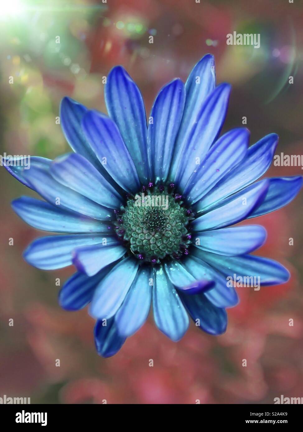 Blue bokeh flower hi-res stock photography and images - Alamy