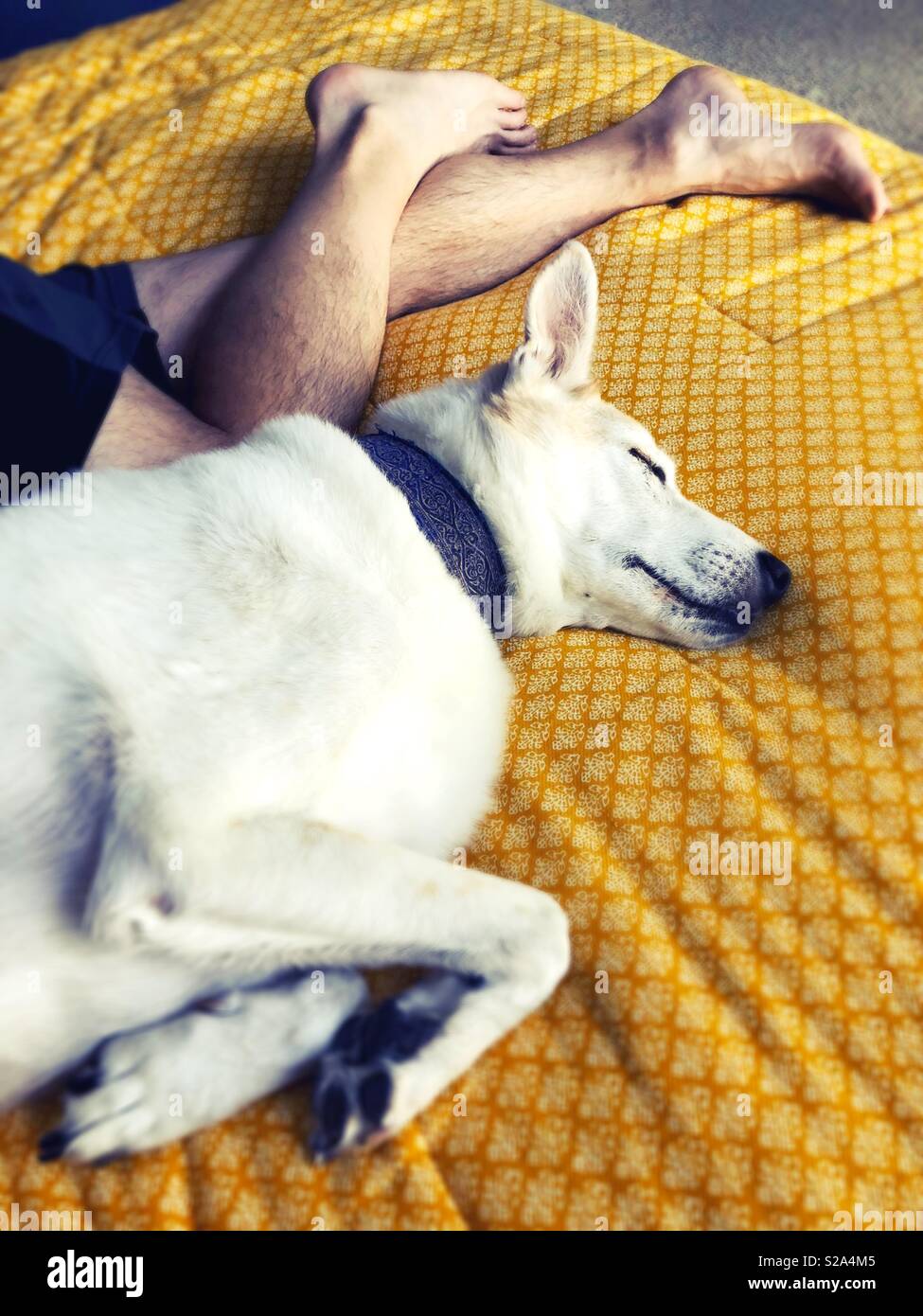 Man sleeping in dog bed hi-res stock photography and images - Alamy