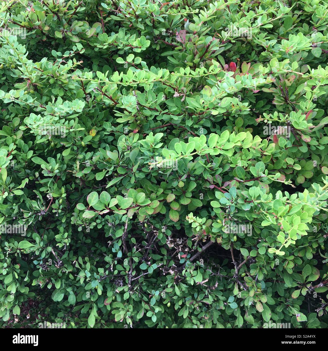 Shrubbery bushes hi-res stock photography and images - Alamy