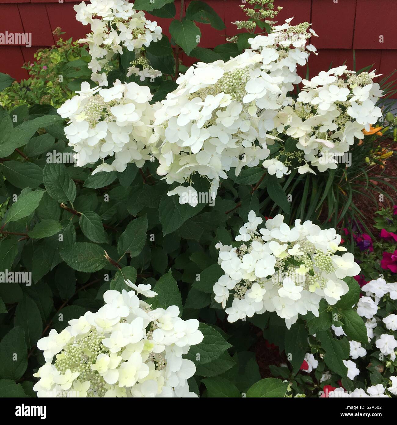 White flowers blooms hi-res stock photography and images - Alamy