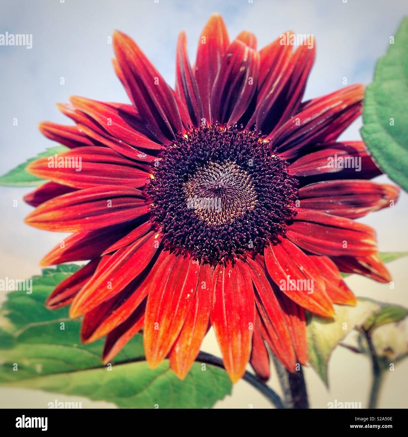 Deep red sunflower hi-res stock photography and images - Alamy