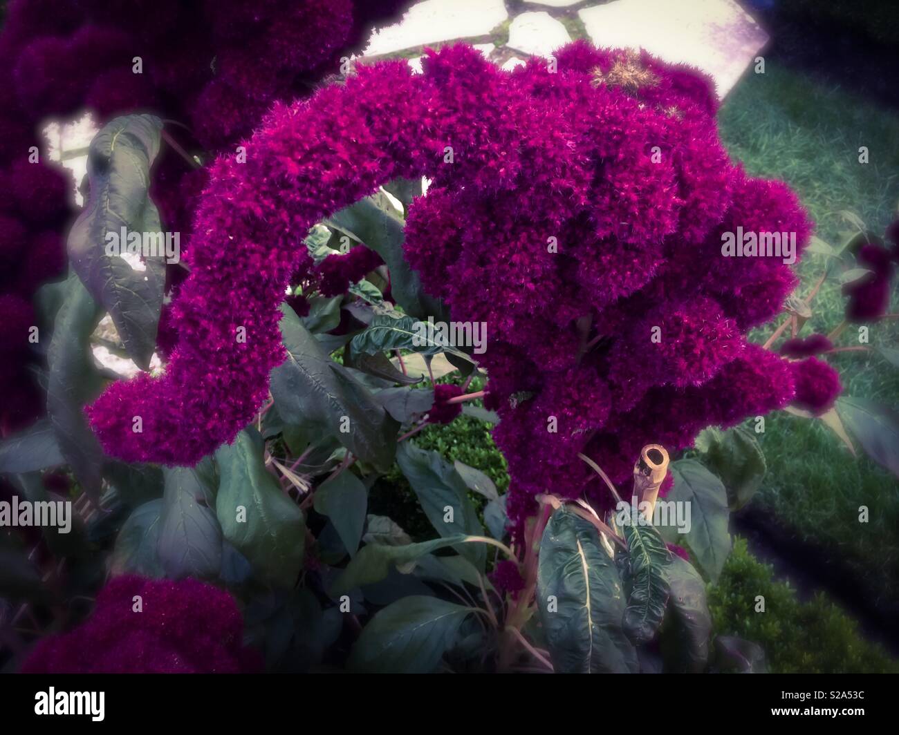 Elephants head hi-res stock photography and images - Alamy