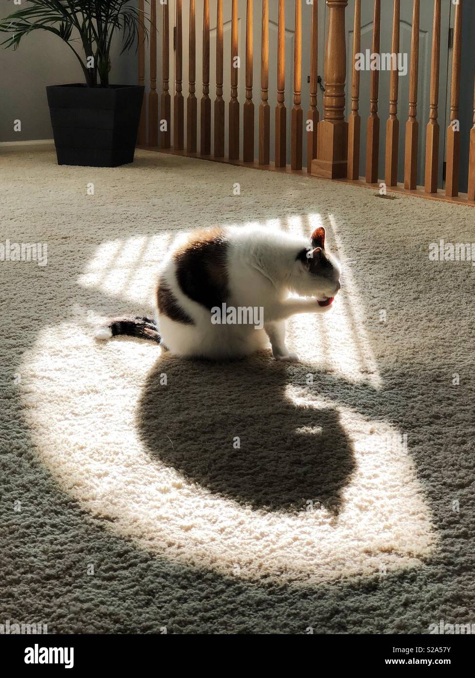 A cat and its shadow Stock Photo - Alamy