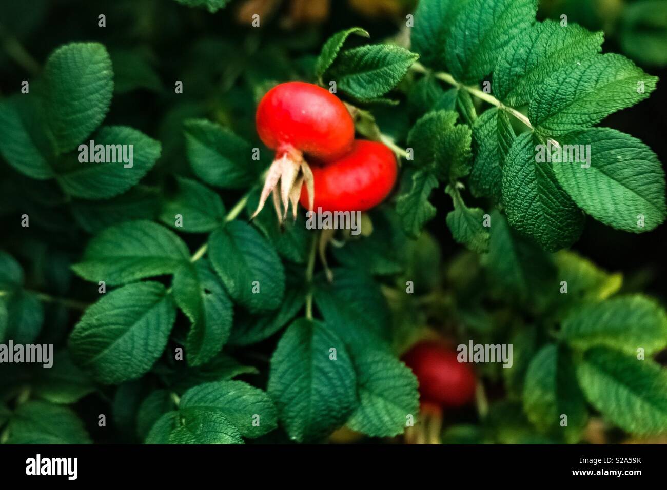 Rose hip bush hi-res stock photography and images - Alamy