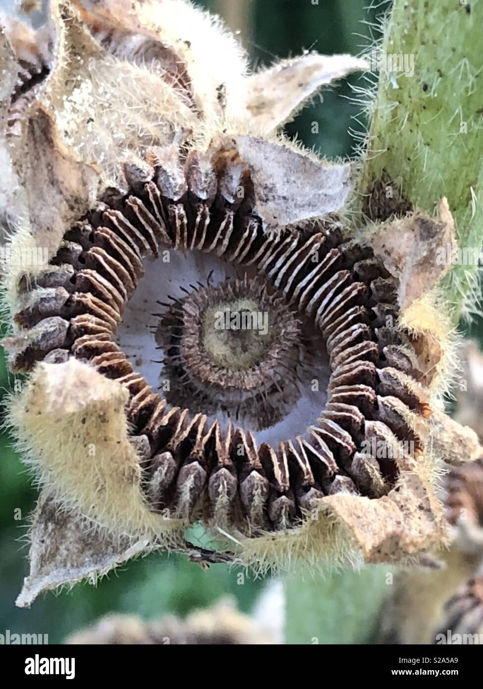 Hollyhock seed hi-res stock photography and images - Alamy
