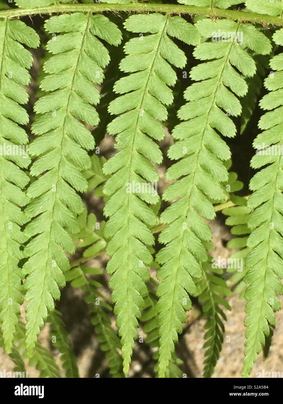 Fern British woodland nature Stock Photo - Alamy