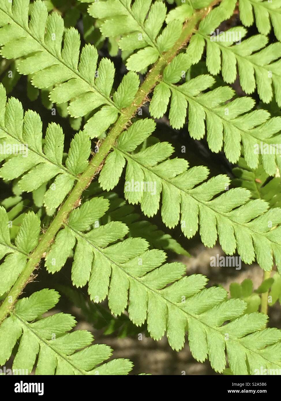 Delicate fern hi-res stock photography and images - Alamy