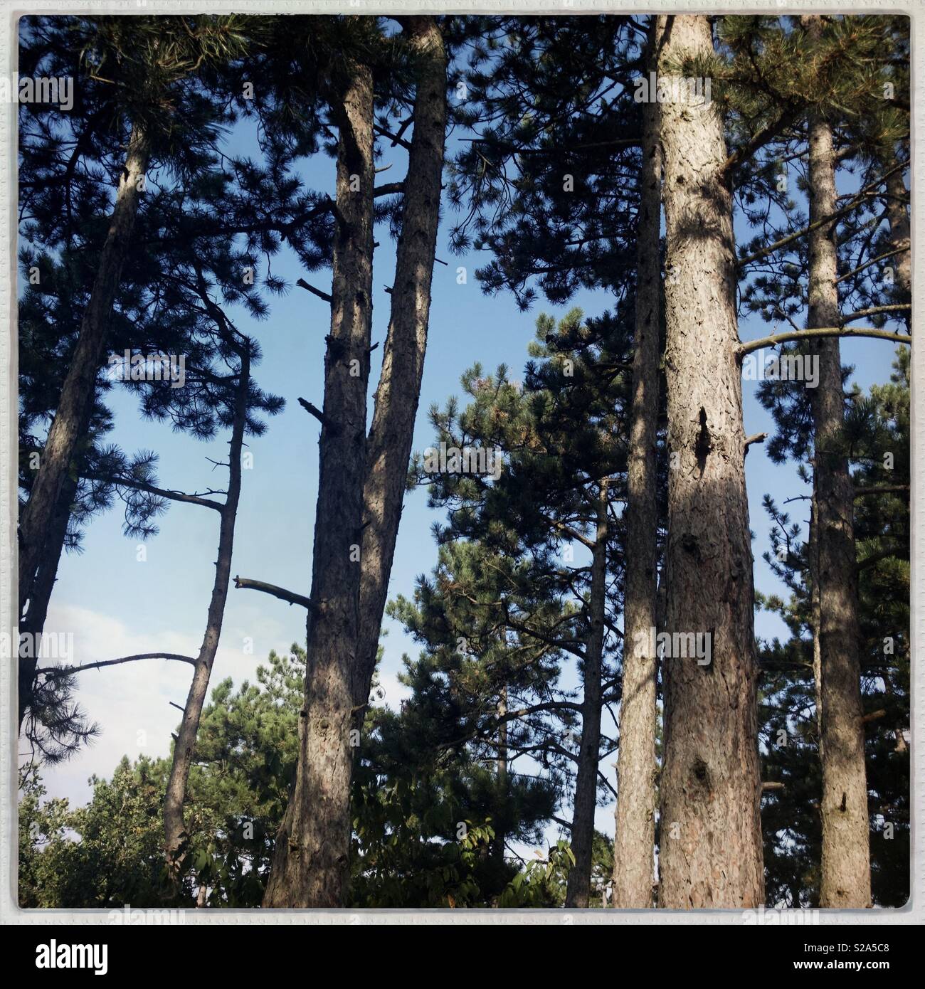 Fir trees firs hi-res stock photography and images - Alamy