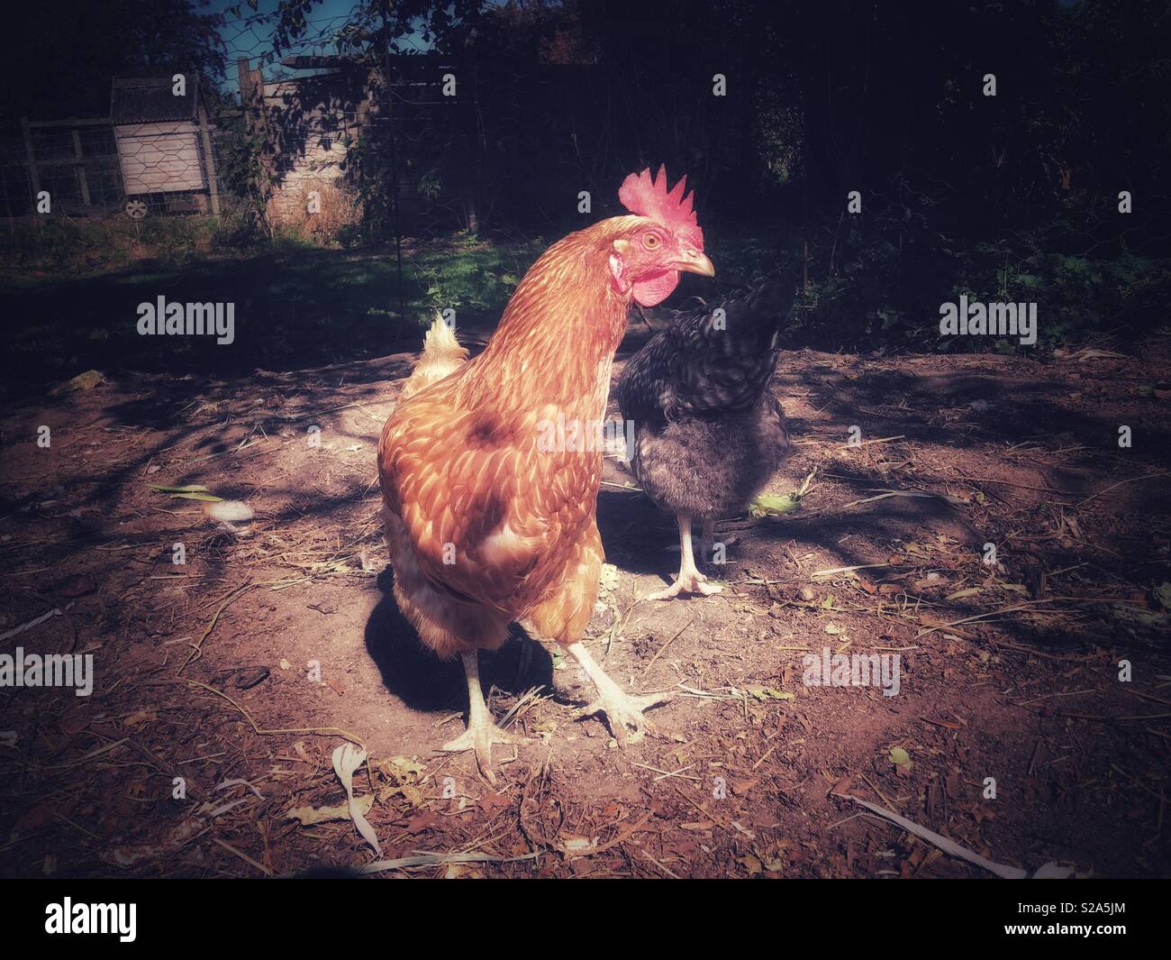 Inquisitive chickens hi-res stock photography and images - Alamy